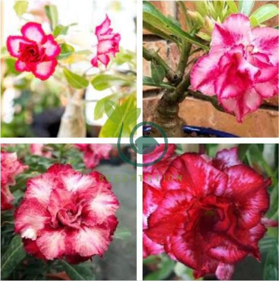 Rare 'big ball' Adenium Desert Rose 4 Seeds
