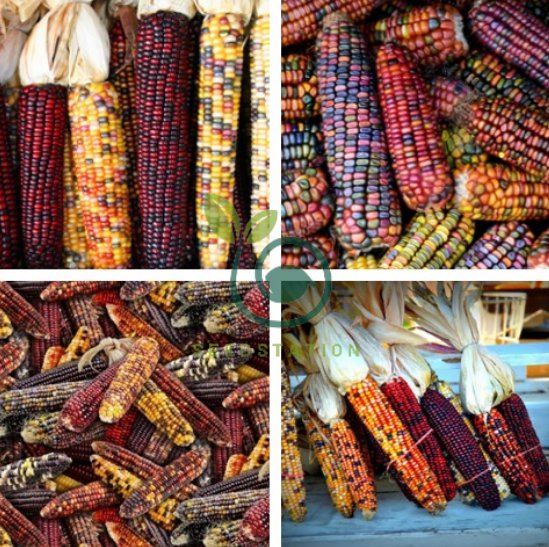 Colorful Glutinous Maize Corn 20 Seeds