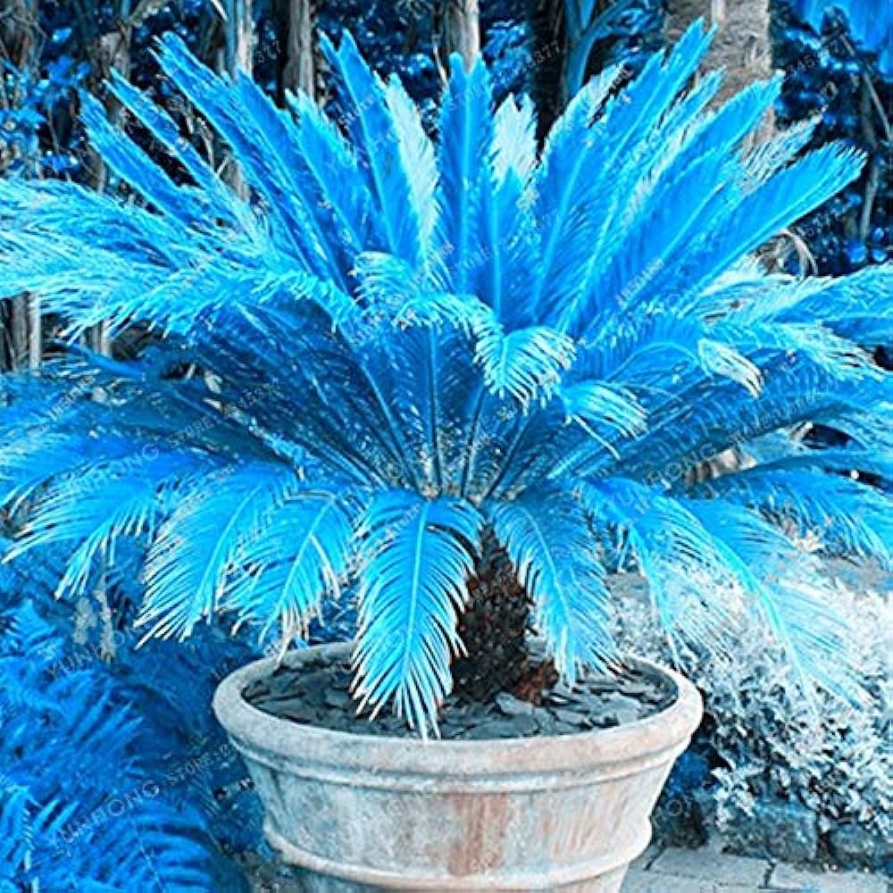 Sago Palm Tree Bonsai, Mini Blue Cycas Bonsai, Bonsai Flowers 100 Seeds