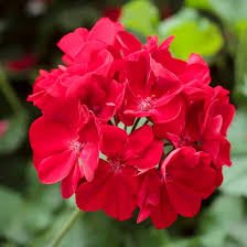 Giant Red Big Blooms Geranium Flowers Rare Plant 100 Seeds