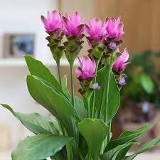 Curcuma Alismatifolia Bonsai Herb Plant 200 Seeds