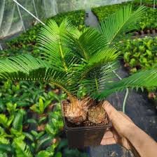 MiNI Blue Sago Cycas Bonsai Revolute Plant Bonsai 20 Seeds