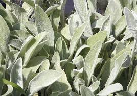 Stachys byzantina Seeds Lamb's Ear 200 Seeds