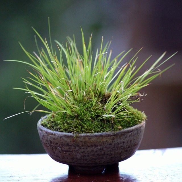 Acorus Gramineus Seeds Bonsai Study Office Green Planting Mini Potted ...