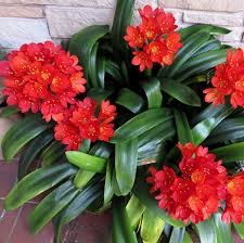 Mixed Clivia Rare Rainbow Clivia Flower Potted Plants Flower 200 Seeds