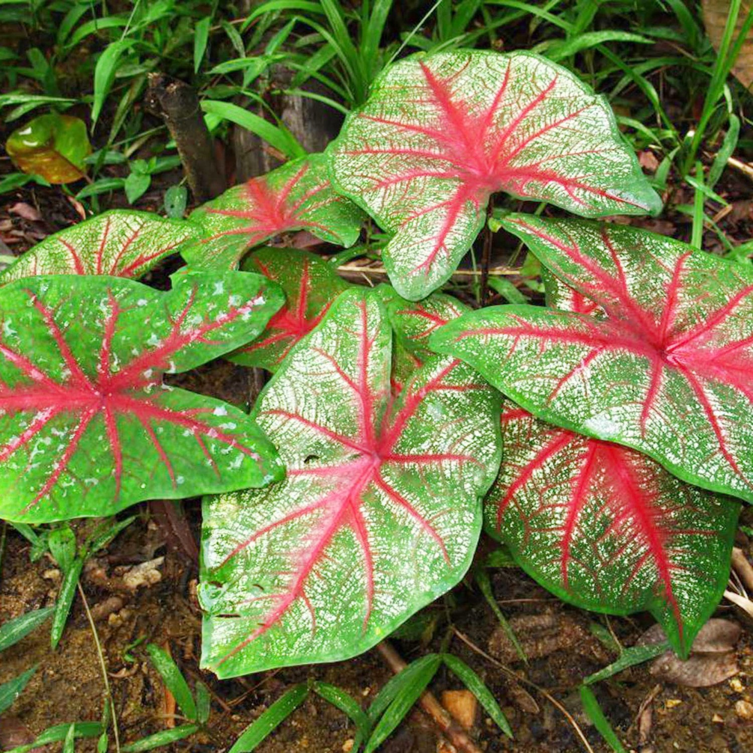Japanese Caladium Bicolor 200 Seeds