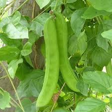 Sword Beans Green Color 10 Seeds