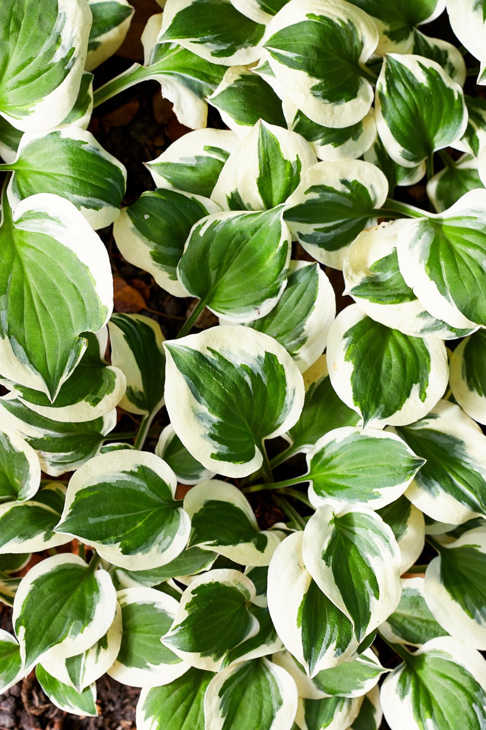 Hosta Seed Perennials Milky White with Green Edge Leaves 400 Seeds