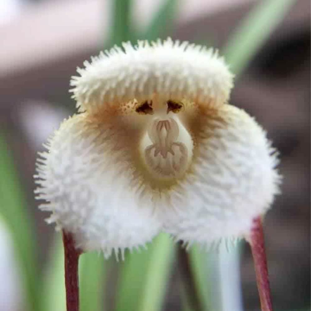 Rare Japanese Monkey face Orchid Khaki Color 200 Seeds