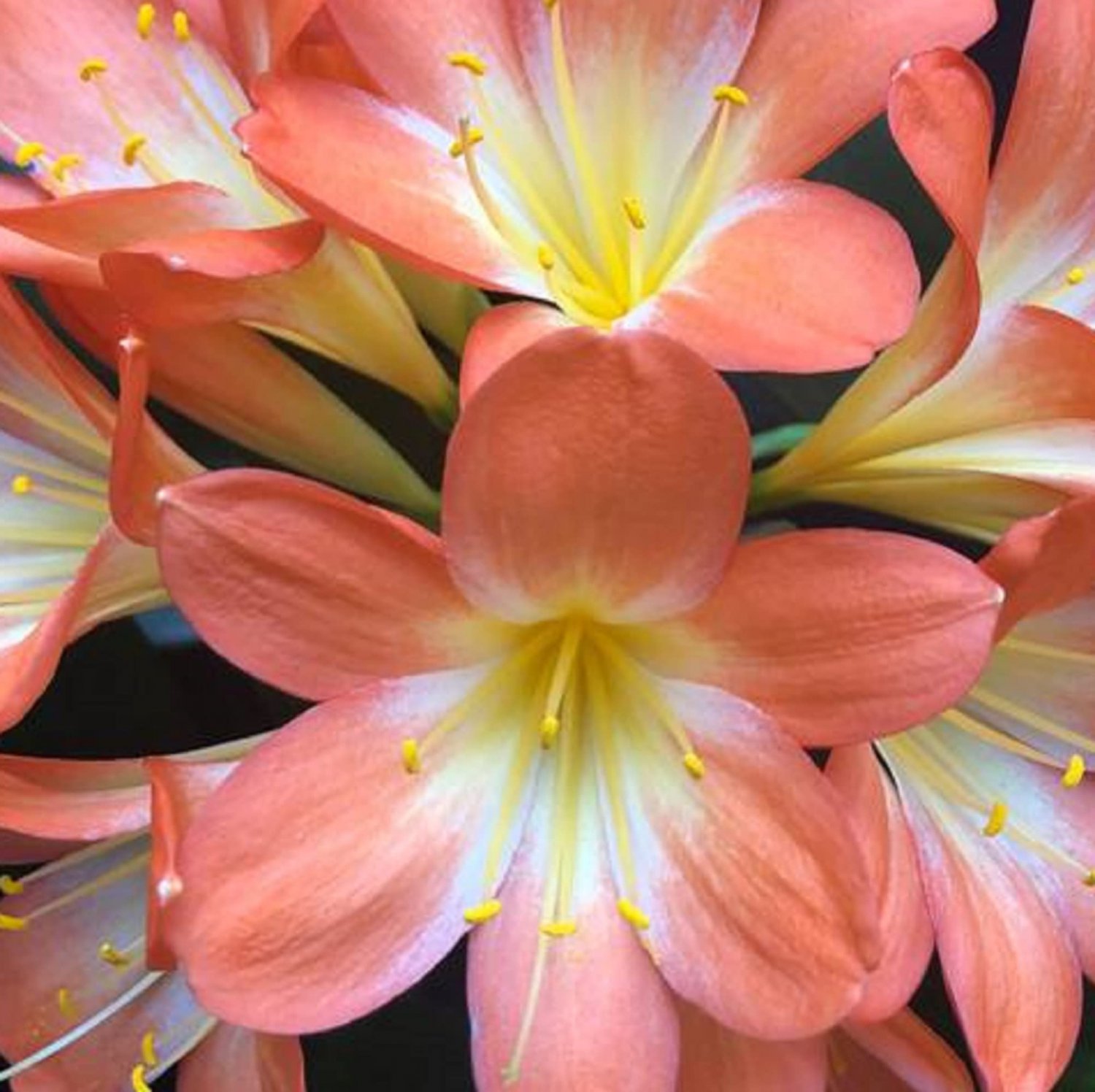 Clivia Light Redish Pink with White Yellow Colors 200 Seeds