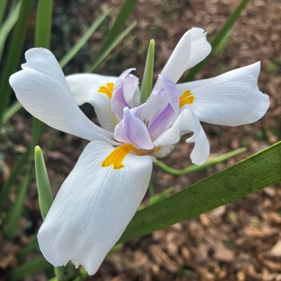 onsai Iris Flower Perennial White Flowers with Purple and Yellow Spots ...