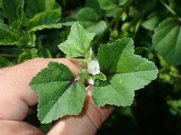 RARE ANCIENT Chinese Mallow 2000 Seeds