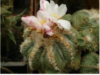 AZTEKIUM ritteri Rare Cactus Plants 20 Seeds