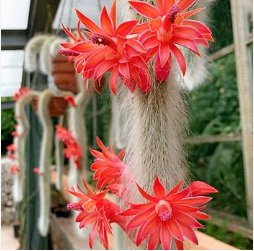 Hildewintera colademononis 20 Seeds