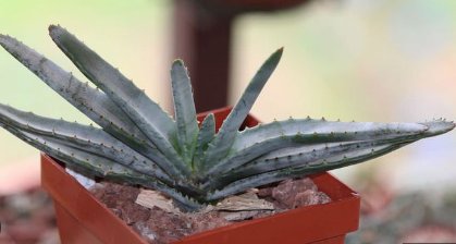ALOE compressa v schistophylla Succulents Garden Plants 20 Seeds