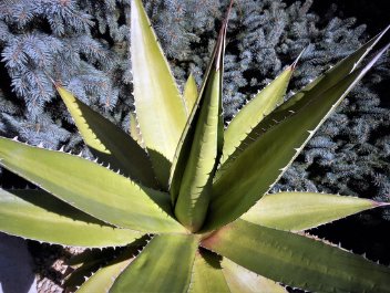 Agave triangularis 'Subintegra' 20 Seeds