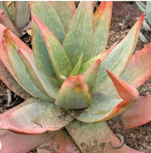 Aloe gilbertii Succulents Garden Plants 20 Seeds