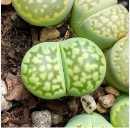 Lithops C56A Succulents Garden Plants 200 Seeds