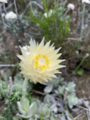 Syncarpha speciosissima Garden Plants 10 Seeds