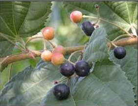 Grewia Asiatica Leaves Phalsa Falsa Leaves 100 Seeds