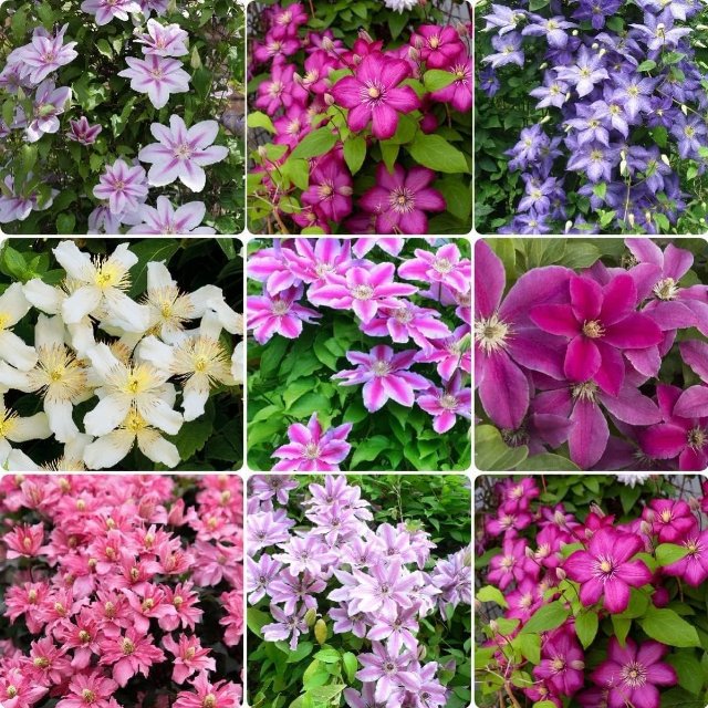 MIxed 9 Types of Clematis 200 Seeds