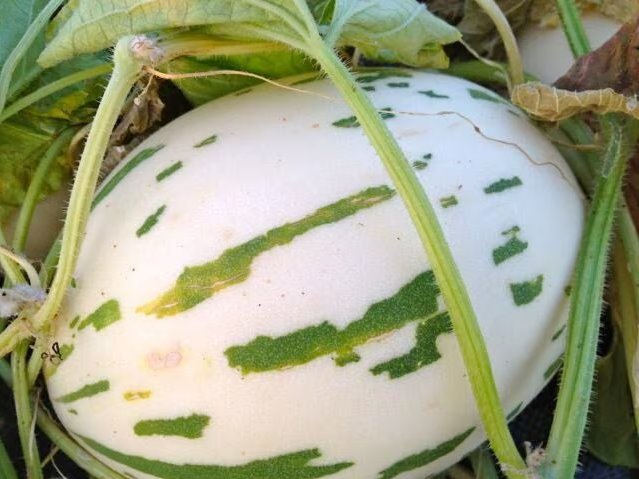 Snow Leopard Melon 200 Seeds