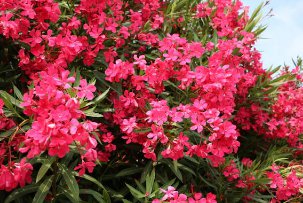 Nerium Oleander Hardy Red Oleander 60 Seeds