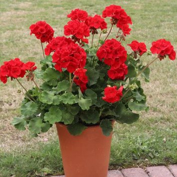 Rare Climbing Geranium Pelargonium Peltatum Tree 200 Seeds