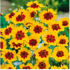 Rare Calliopsis Plants Cosmos bipinnatus Plantas Coreopsis Flower 200 Seeds