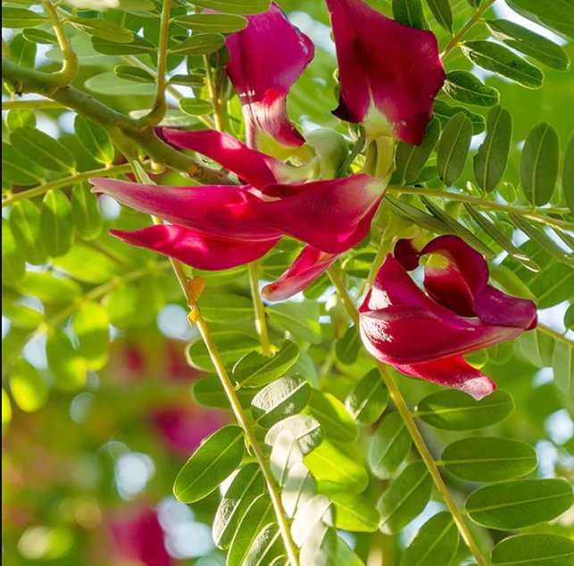 Sesbania grandiflora Vegetable Hummingbird 10 Seeds