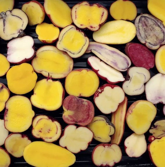 Peruvian Andean Potato 8 Seeds