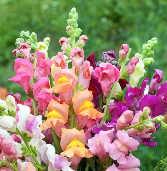 Dwarf Snapdragon Mixed 1000 Seeds