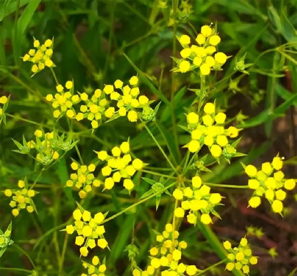 Bupleurum chinense 600 Seeds