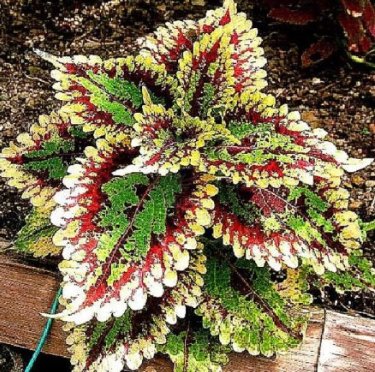 30 Rare Coleus Bonsai Foliage Plants Seeds