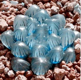 5 Haworthia Obtusa 'Crystal' Light Blue Transparent Succulent Bonsai Seeds