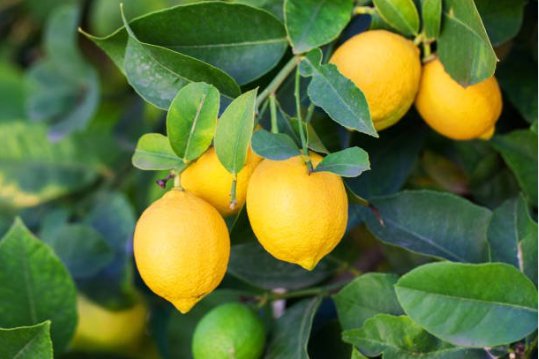 10 Lemon Sweet Spanish Lime Tree Seeds