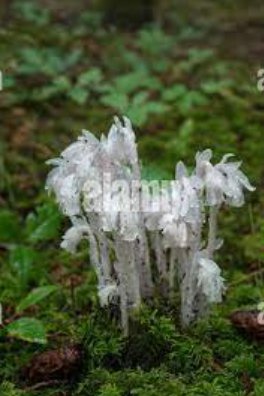10 Monotropa Uniflora Indian Pipe Cheilotheca Humilis w/ White Flowers ...