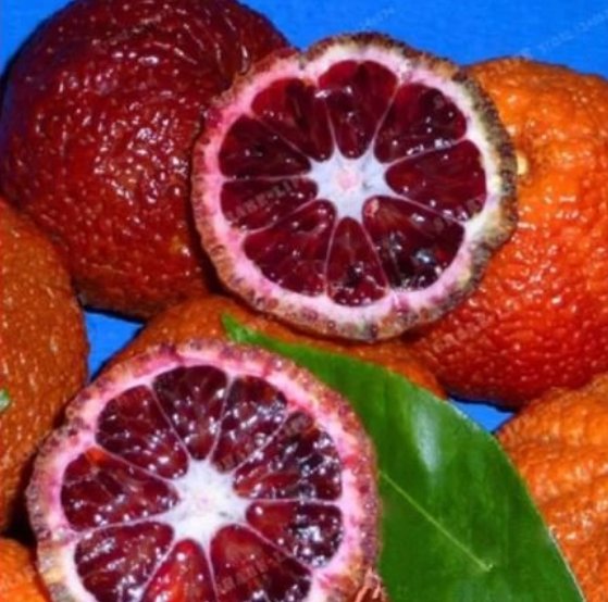 30 Rare Red Lemon Tree Seeds