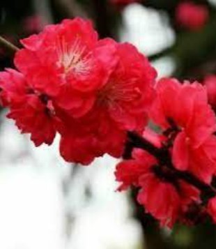 30 Winter Sweet Prunus Mume Tree Red Plum Blossom La Mei Seeds