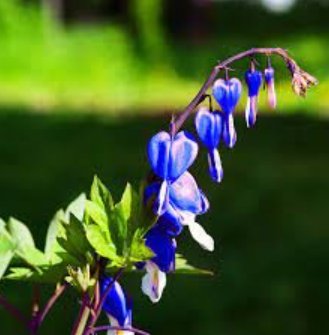 10 Blue Bleeding Heart Seeds