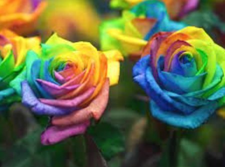 50 Rarest 'Rain Rainbow' Colorful Rose Seedling Flower Seeds