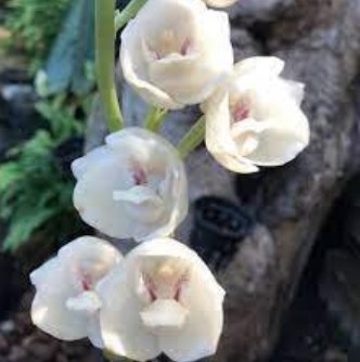 100 Peristeria Elata Holy Ghost Orchid Dove Orchid flor del Espiritu ...