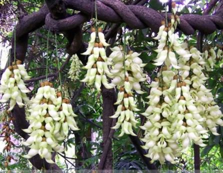 5 Florida Velvet Bean Vine Garden Flower Seeds