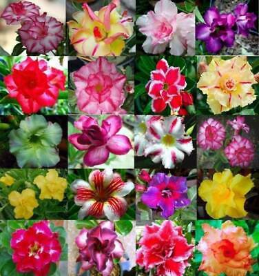 100 Adenium Mix 36 Types Bonsai Desert Rose Seeds
