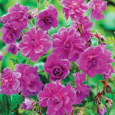 10 Geranium Fully Purple Double Petals Ball Typed Flowers Seeds