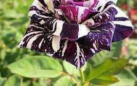 200 Black Dragon Rose Bush Flower Seeds