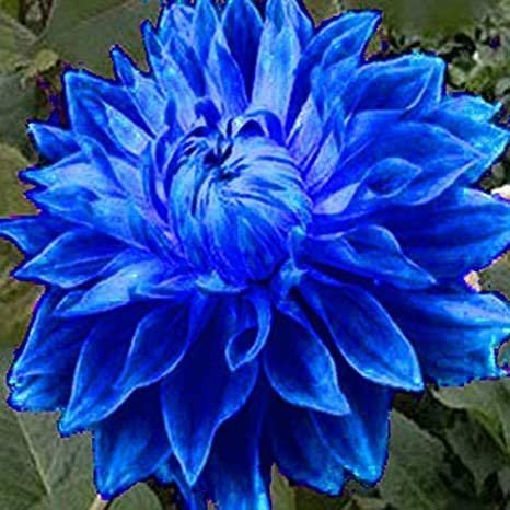 50 Rare Blue Dahlia Flower Seeds