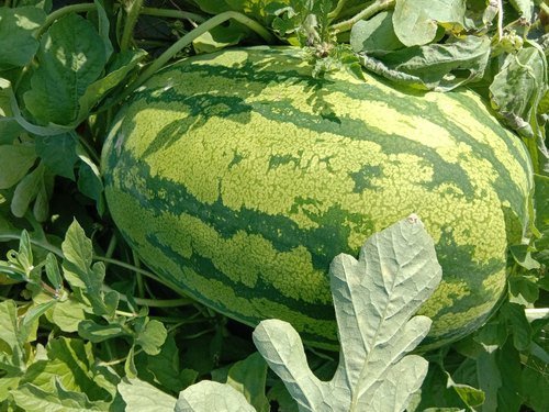 50 A Package Pieces Blue Flesh Watermelon Seeds