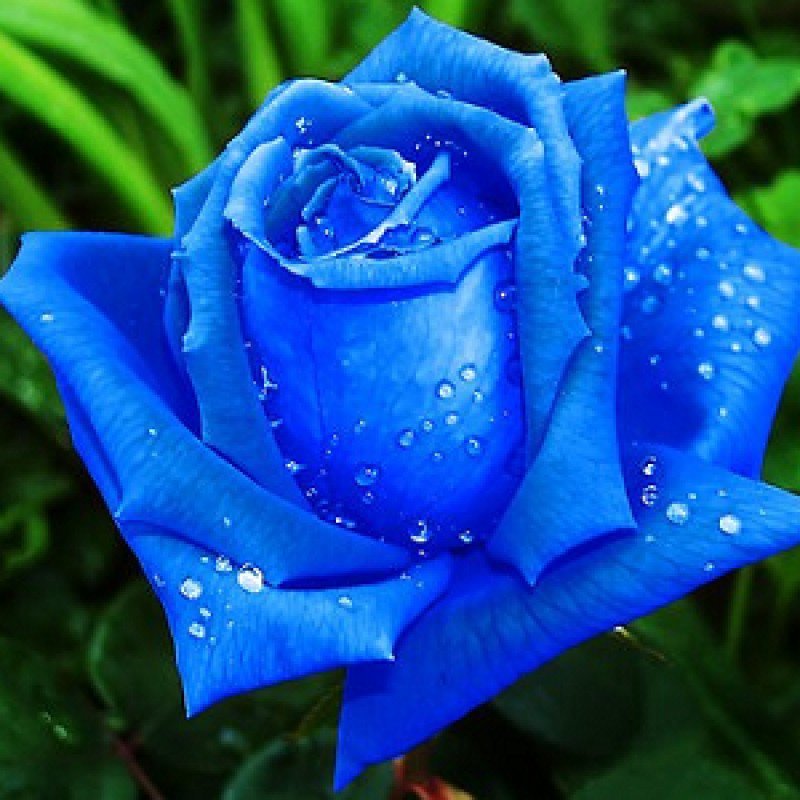100 Blue Rose Fragrant Gardens Flowering Plants Strong Blue Dragon Rose ...