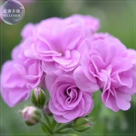10 Geranium Fully Light Purple Chinese Rose-typed Compact Bonsai ...
